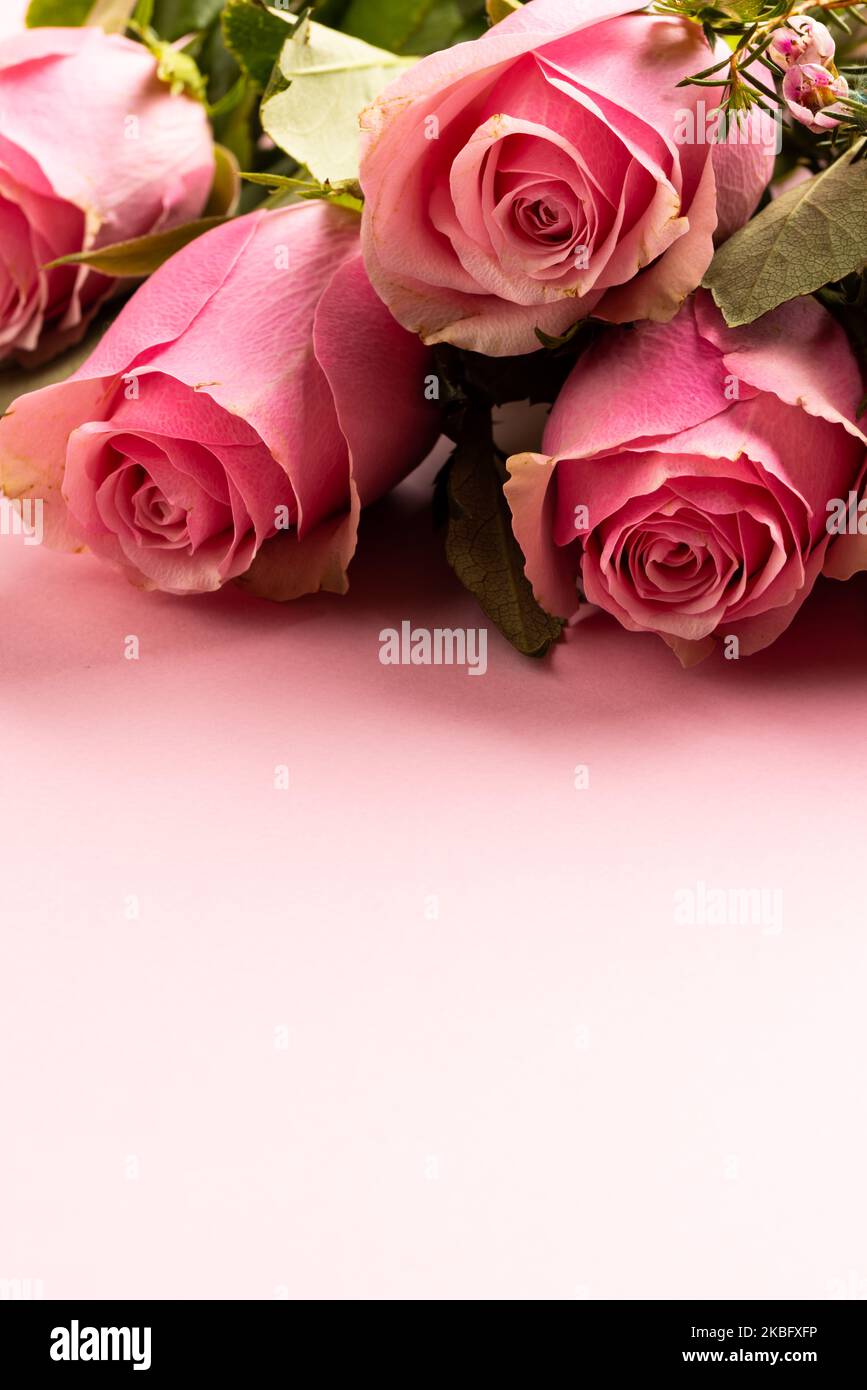 Composition of roses on white background Stock Photo - Alamy