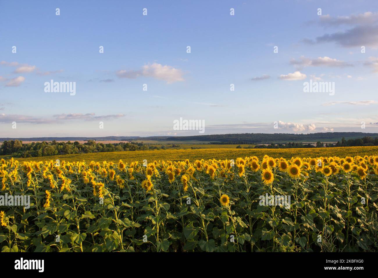 field of sunflower it's look beautiful in the twilight Stock Photo - Alamy