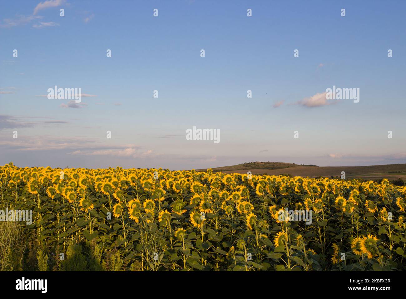 Ukrainian sunflower field at sunset, farmer's field in sunflowers Stock ...