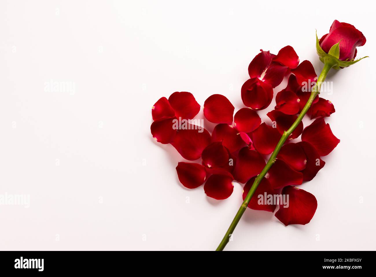 Composition of rose and petals on white background Stock Photo - Alamy