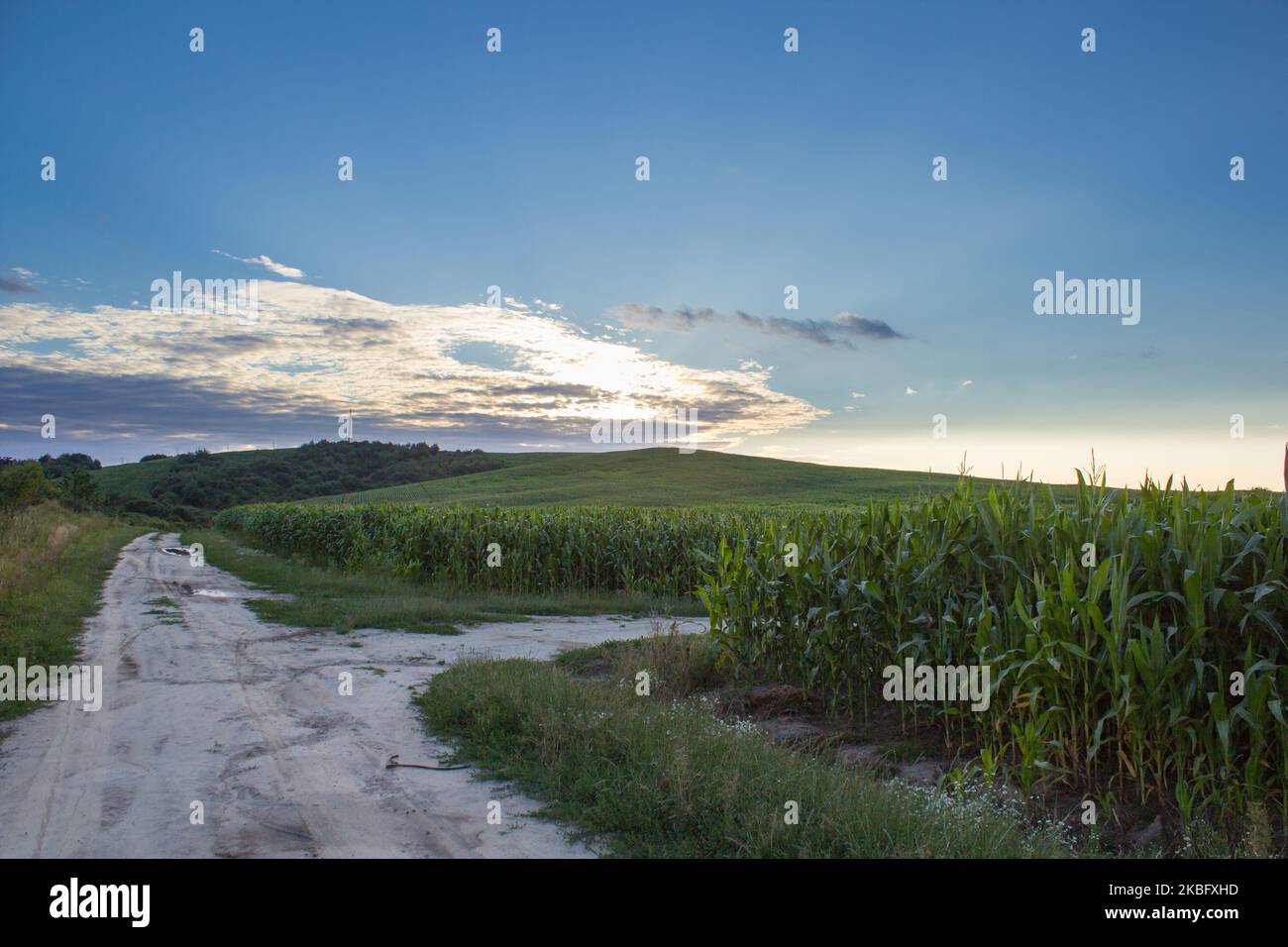 Beautiful green corn field sunset hi-res stock photography and images ...