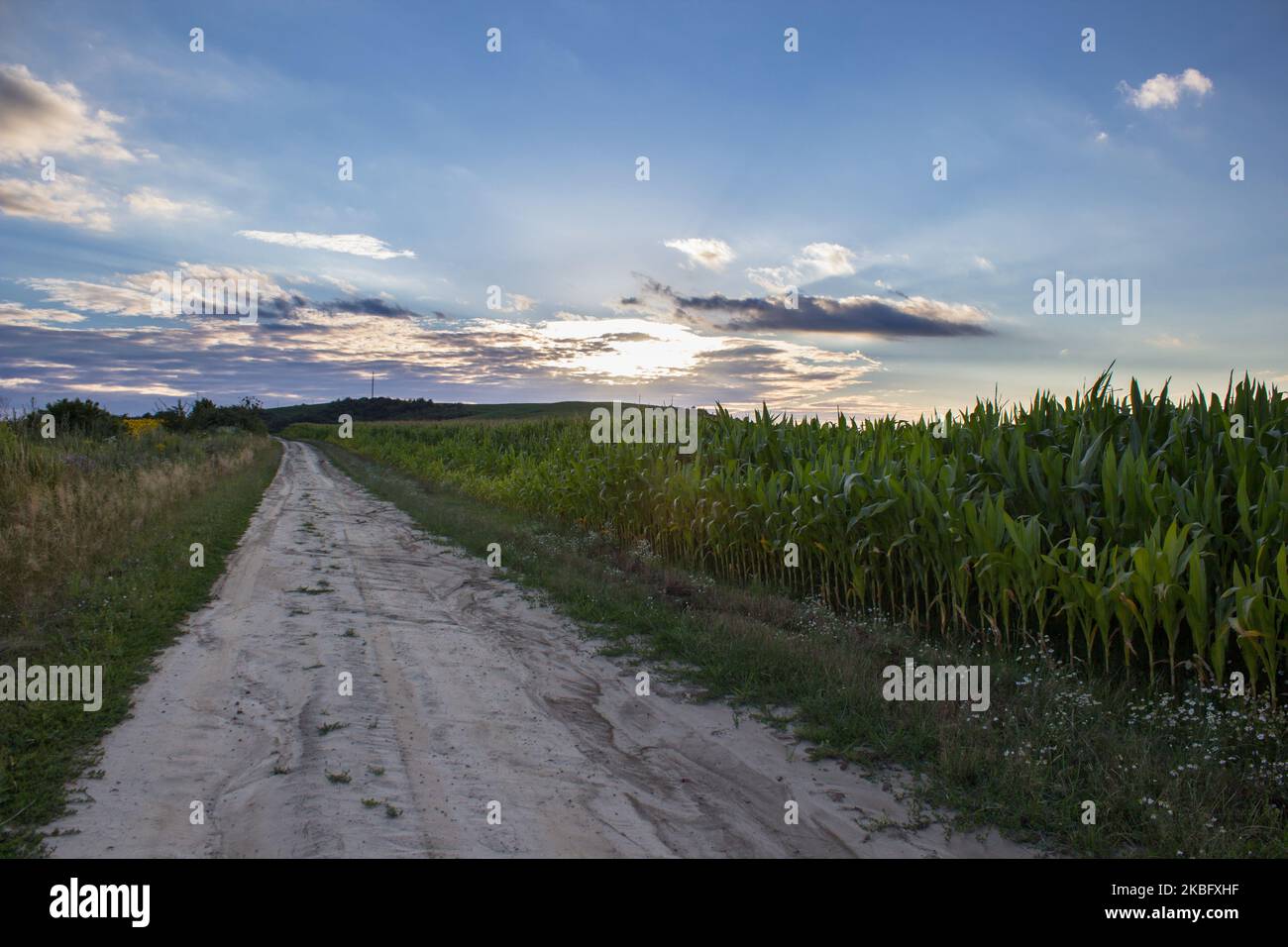 Beautiful rural landscape corn fields hi-res stock photography and ...
