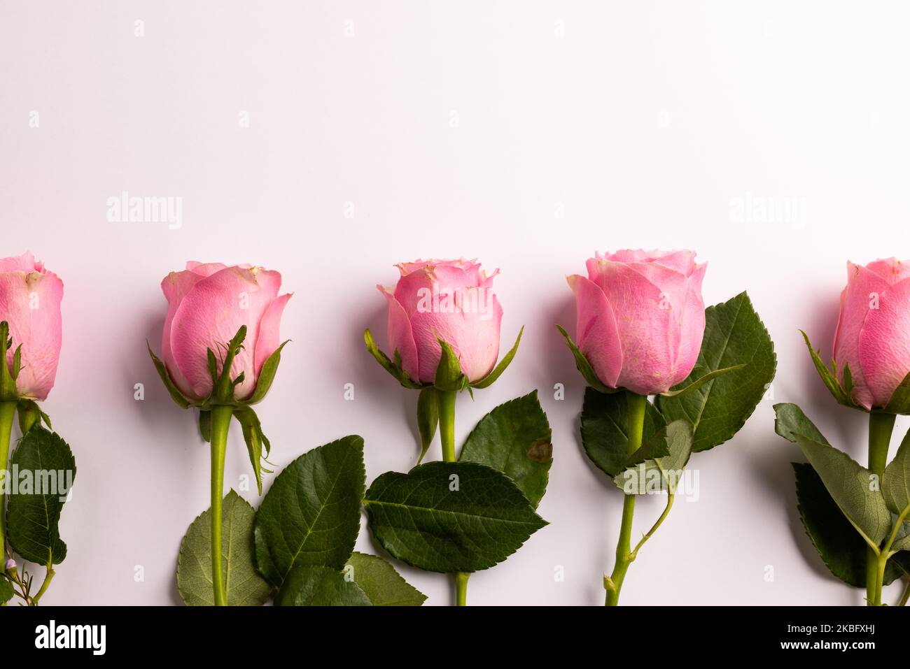 Composition of roses on white background Stock Photo - Alamy