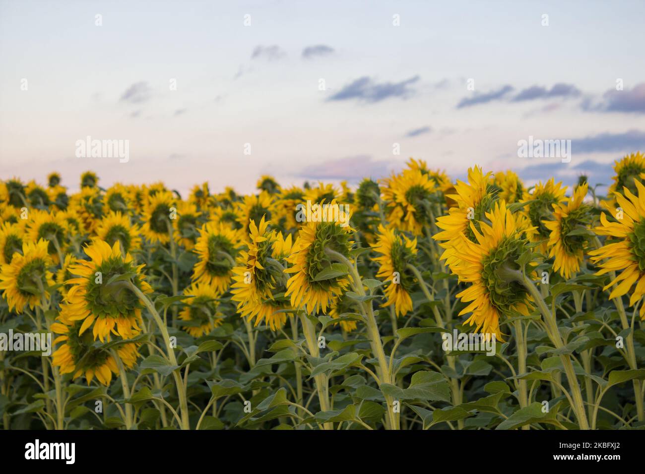 blooming yellow sunflower side view on the field Stock Photo - Alamy