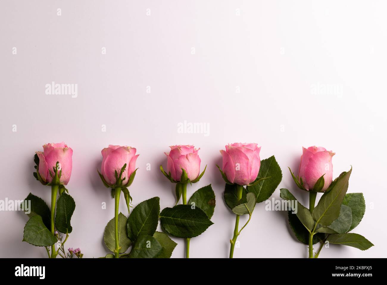 Composition of roses on white background Stock Photo - Alamy