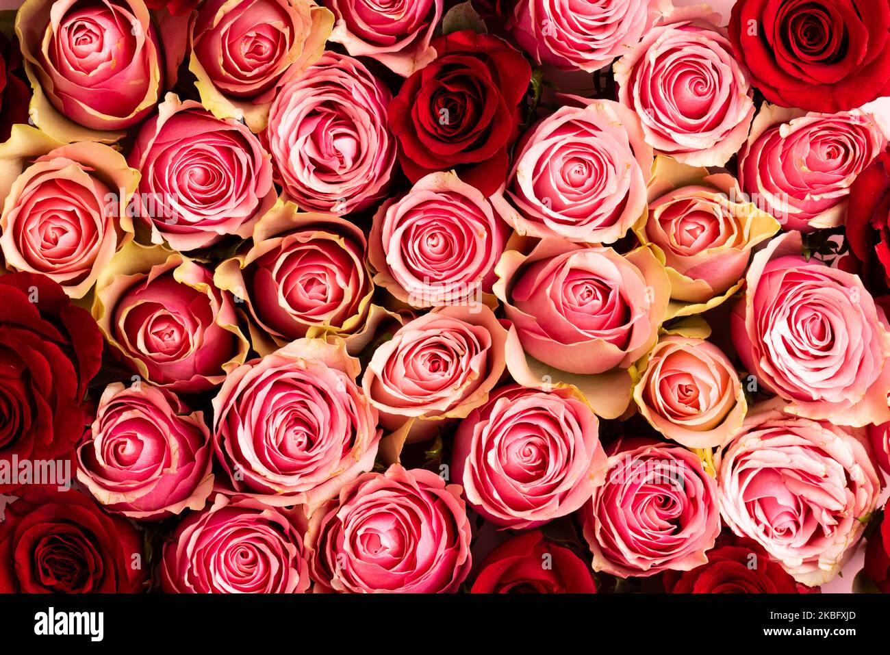 Composition of close up of roses Stock Photo - Alamy