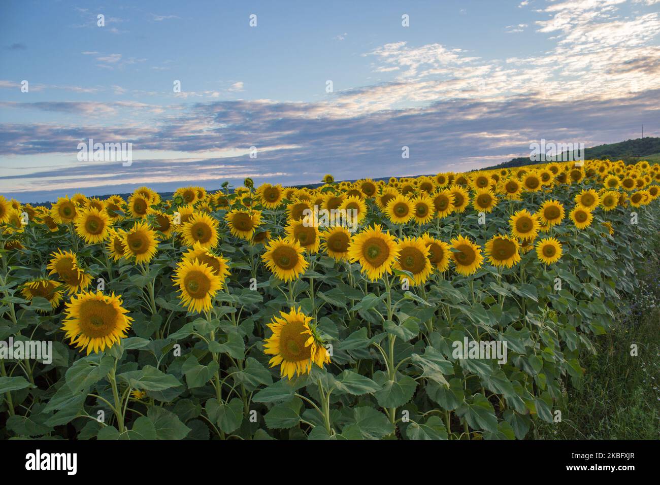 Culture farms growth flower hi-res stock photography and images - Alamy