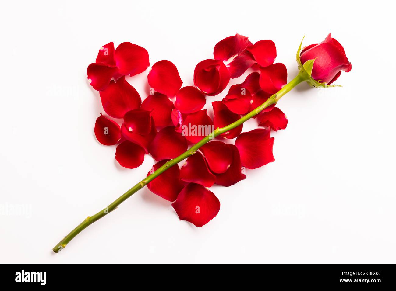 Composition of rose and petals on white background Stock Photo - Alamy