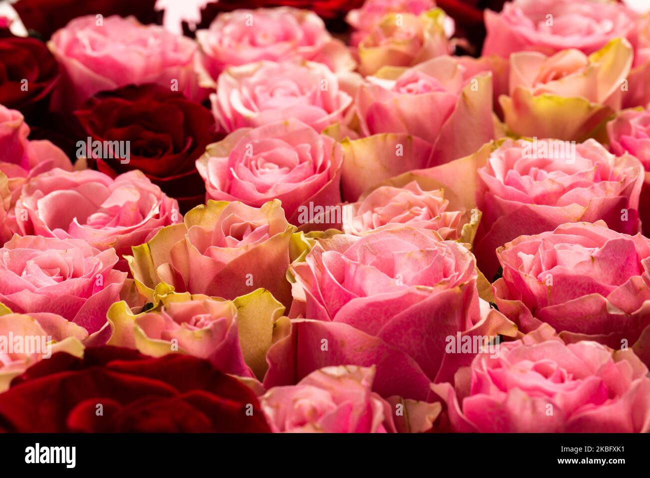 Up close roses hi-res stock photography and images - Alamy