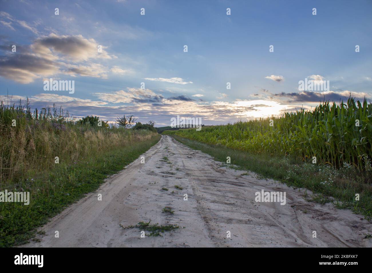Scenic corn fields hi-res stock photography and images - Alamy