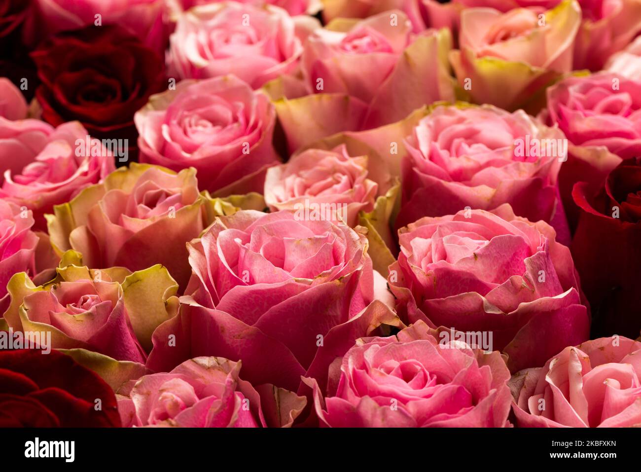 Up close roses hi-res stock photography and images - Alamy