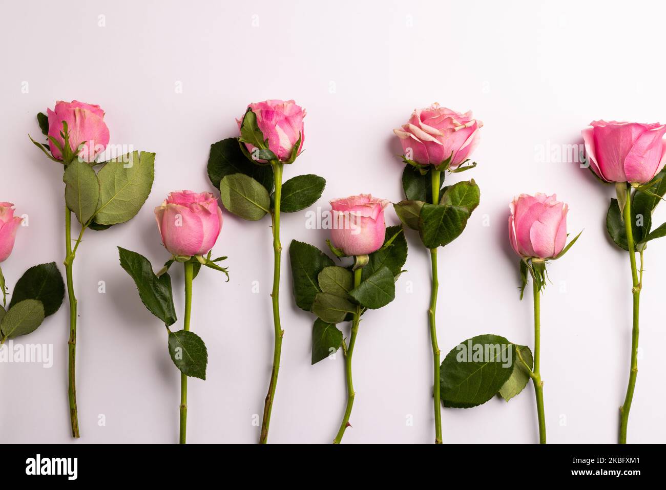Composition of roses on white background Stock Photo - Alamy