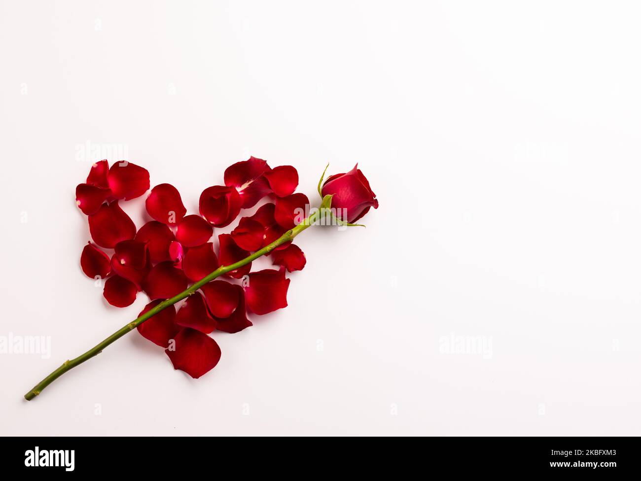 Composition of rose and petals on white background Stock Photo - Alamy