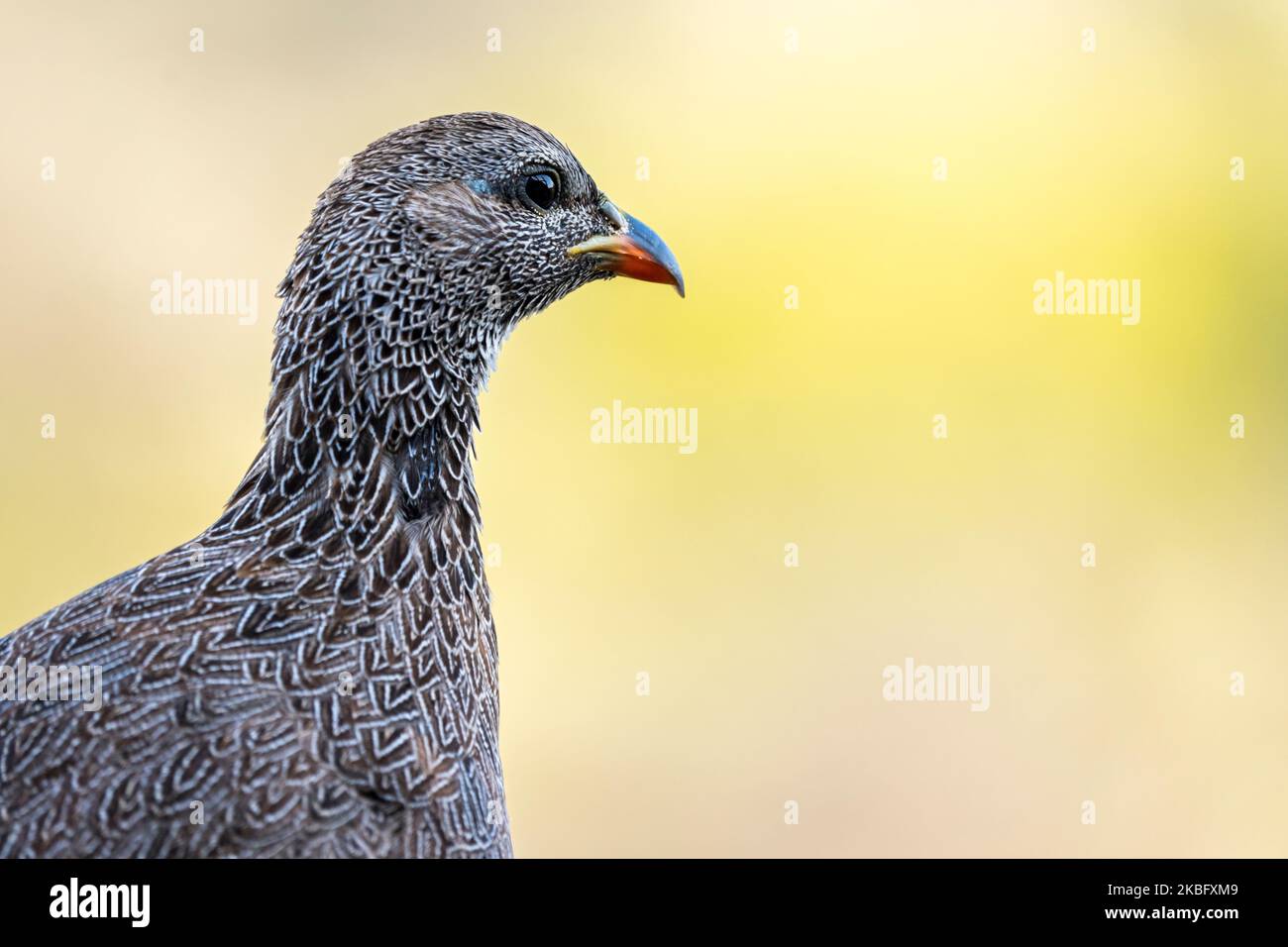Cape spurfowl or Cape francolin (Pternistis capensis) showing feather ...