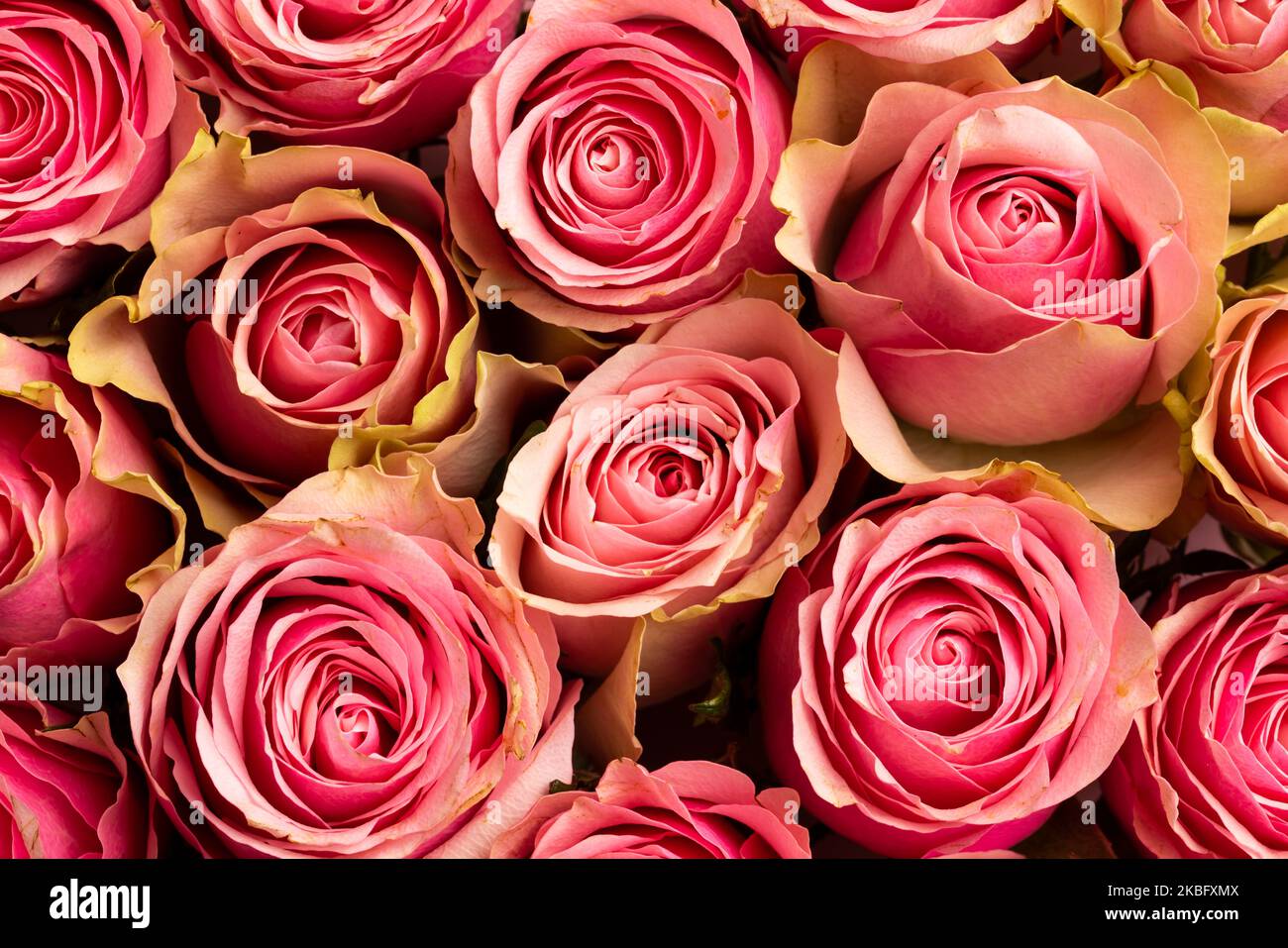 Up close roses hi-res stock photography and images - Alamy