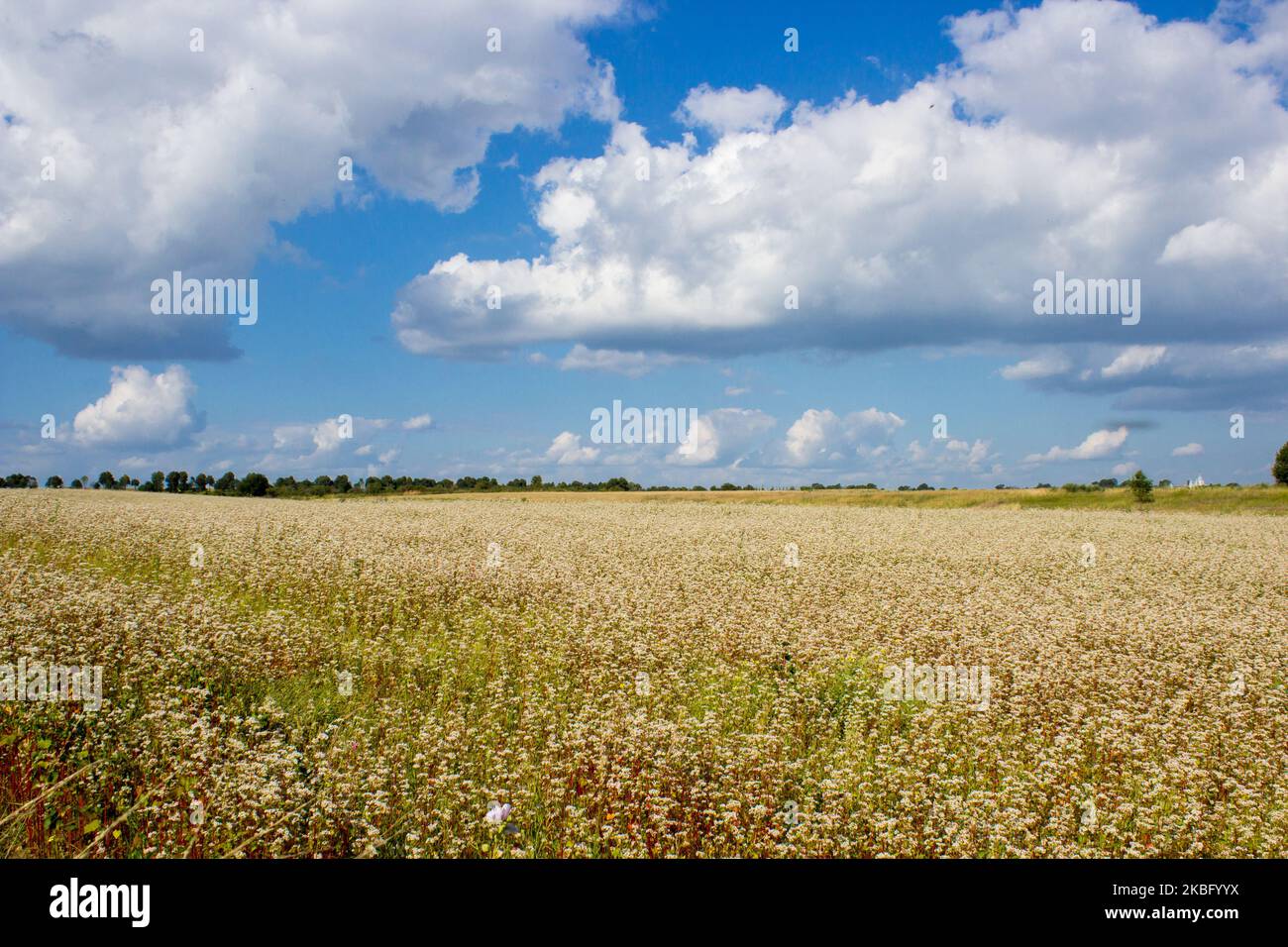blooming buckwheat field under the summer sky with clouds Stock Photo ...
