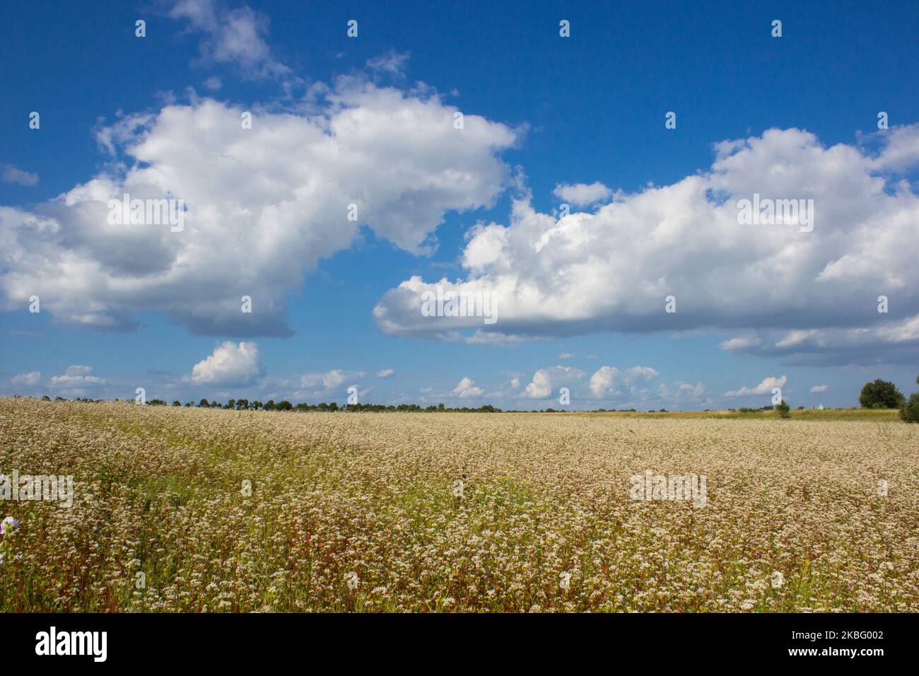 Ukrainian rural landscape wheat field hi-res stock photography and ...