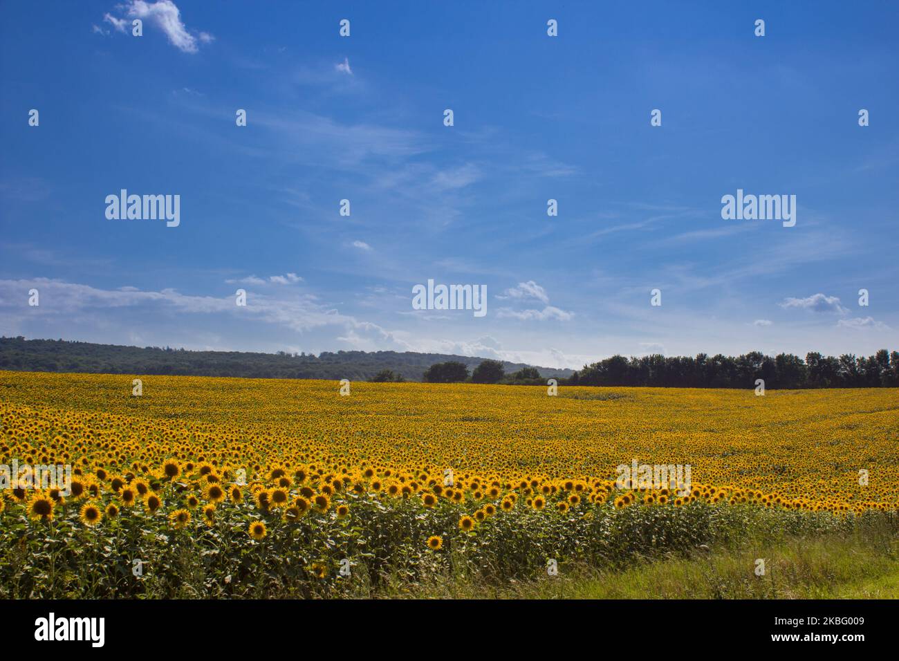the flower field of sunflowers grows for oil Stock Photo - Alamy