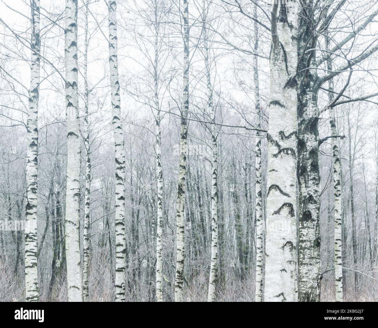 Birch trees in a row Stock Photo - Alamy