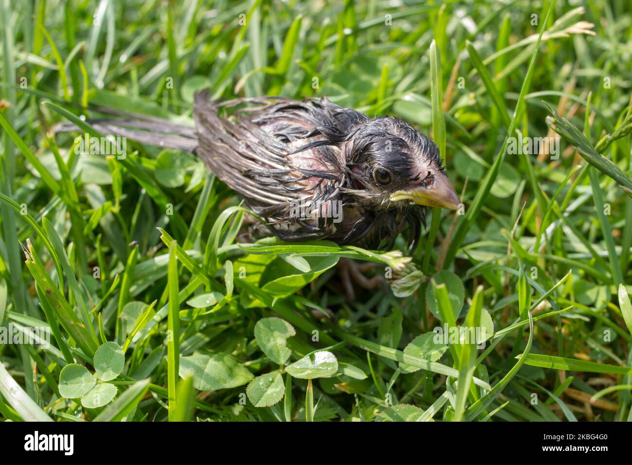 Newborn House Sparrow