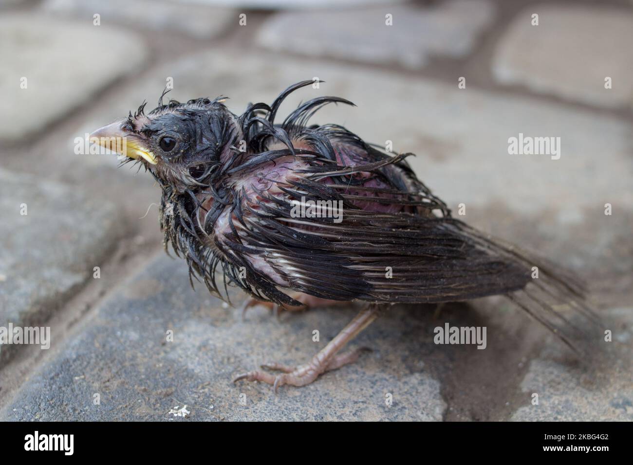 helpless small bird wet on the pavement Stock Photo - Alamy