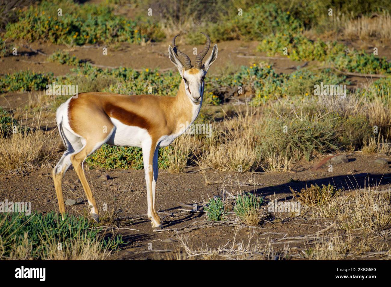 Springbok (Antidorcas marsupialis) in Karoo National Park, Beaufort ...