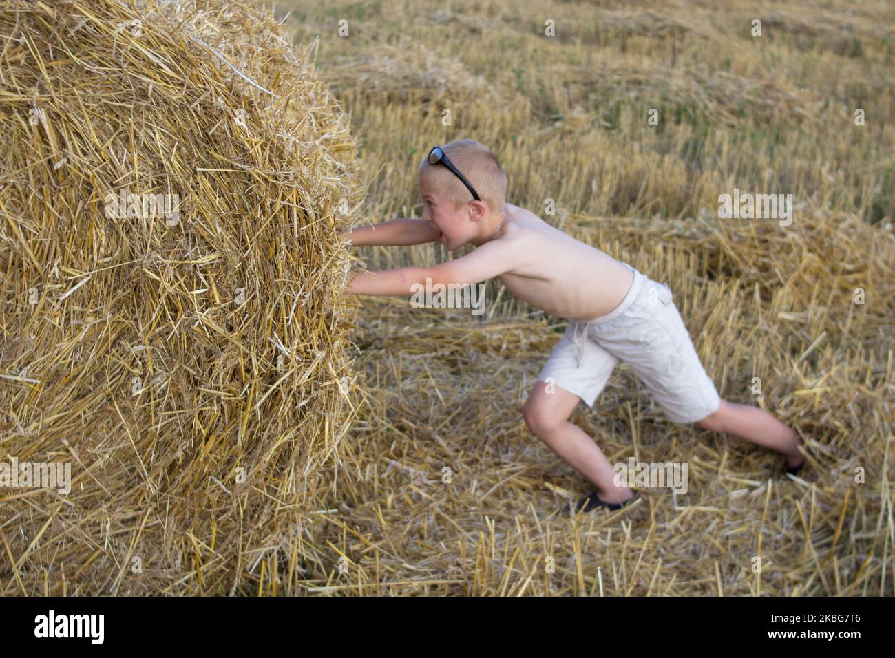 Field with hay. Rows of cut alfalfa cure in a hay field. Bale of hay ...