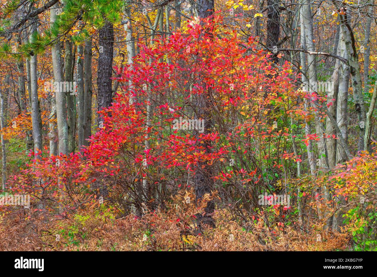 The mesic till barrens at The Nature Conservancy’s Long Pond Preserve ...
