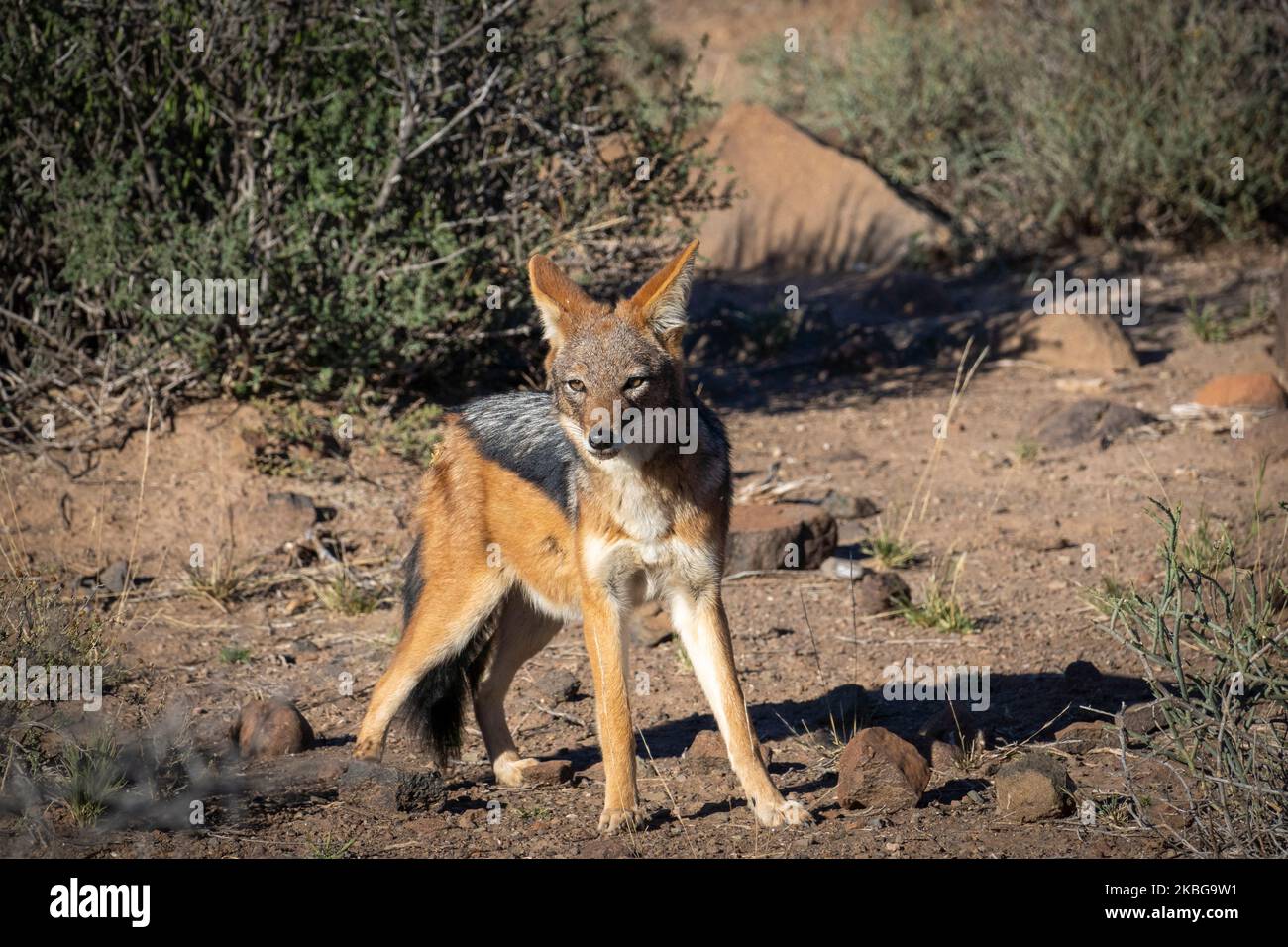 Arid wildlands hi-res stock photography and images - Alamy