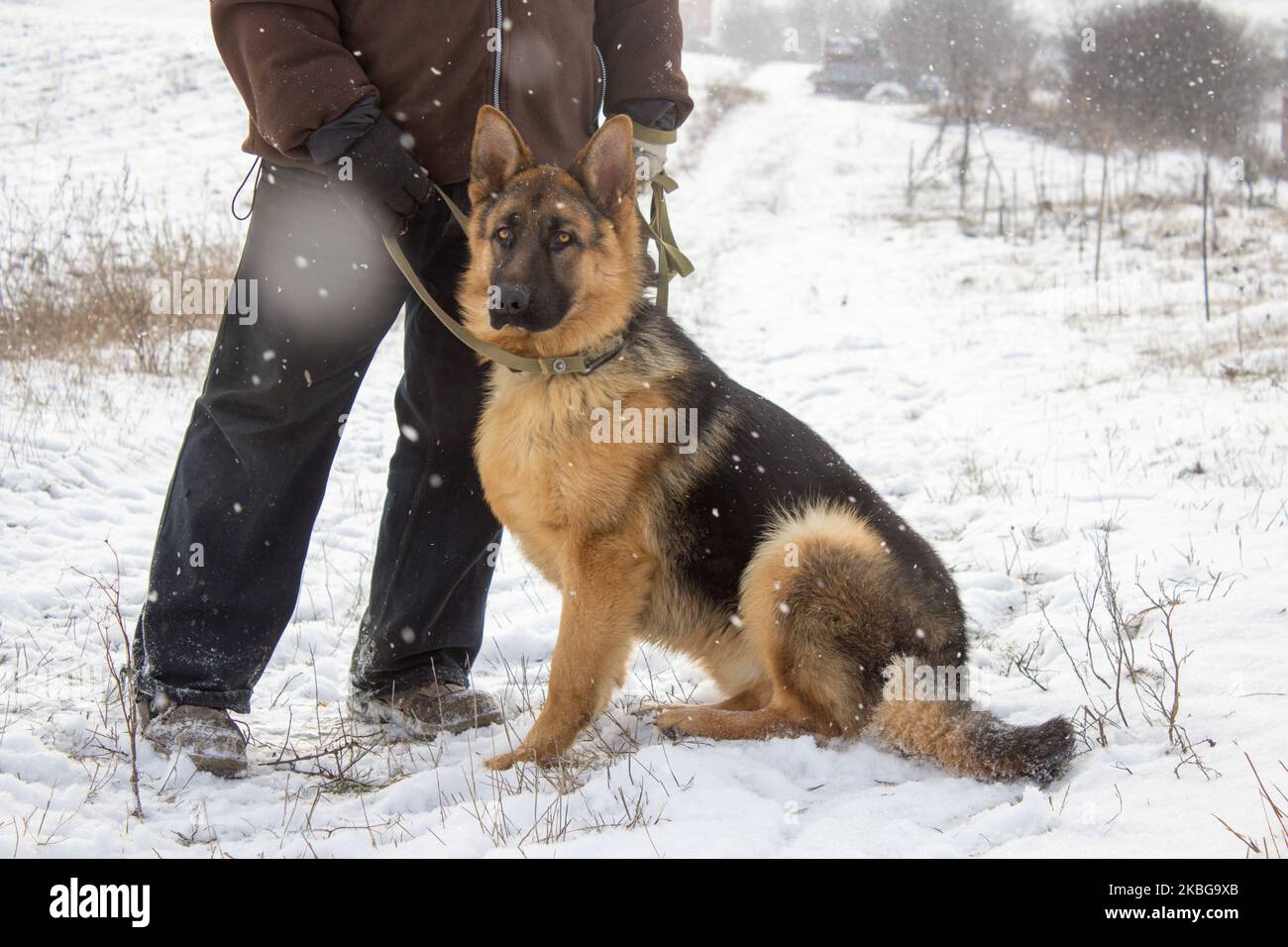 German shepherd in nature hi-res stock photography and images - Alamy