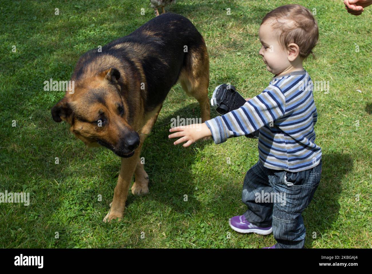 On the grass the boy is a small hand to catch a big dog Stock Photo - Alamy