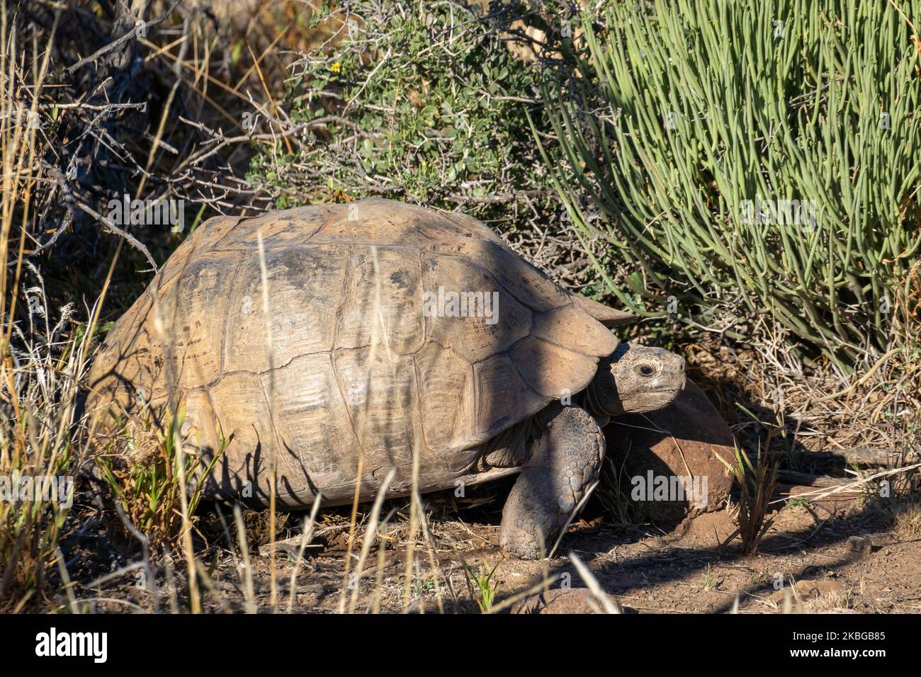 South africa turtle hi-res stock photography and images - Alamy