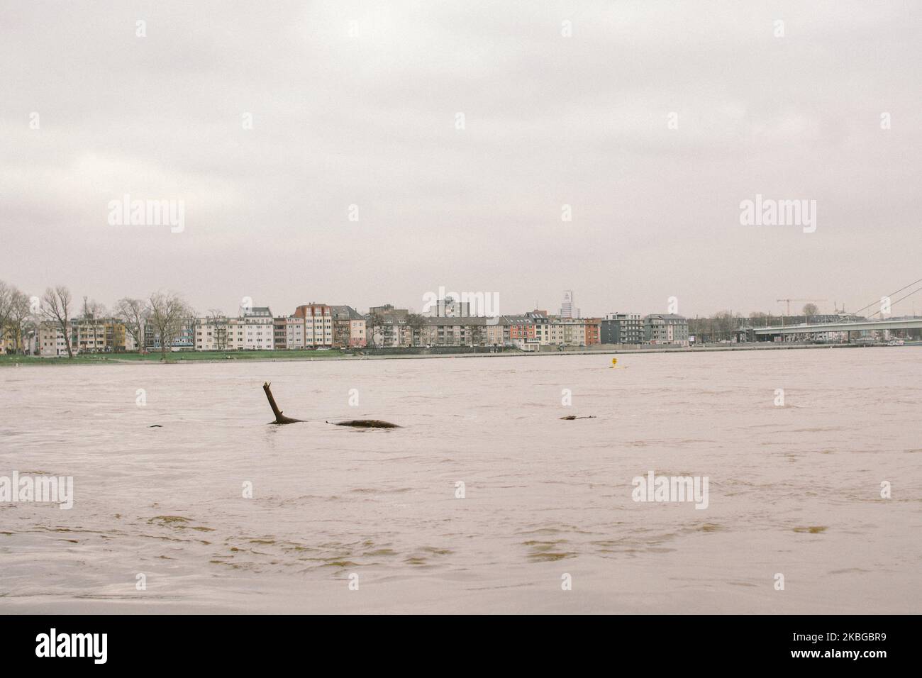 Tree branch is floating on the rhine river on February 6, 2019 in ...