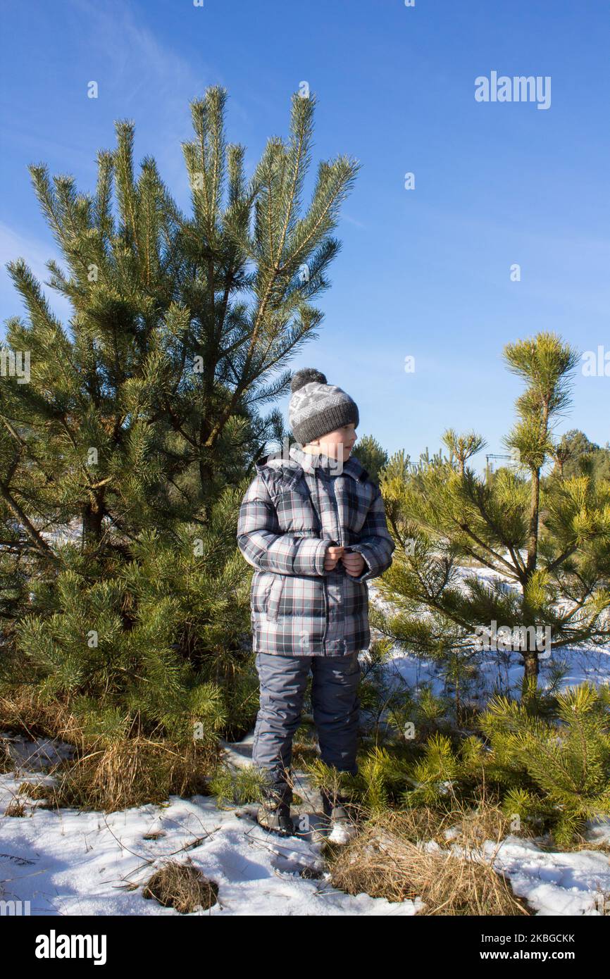 boy standing near the pine tree forest in winter Stock Photo - Alamy