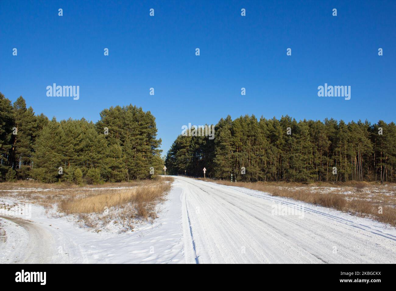 pine forest in first snow covered road on both sides of the road Autumn ...