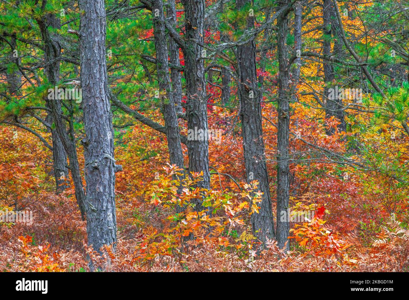 Quercus iliocifolia hi-res stock photography and images - Alamy