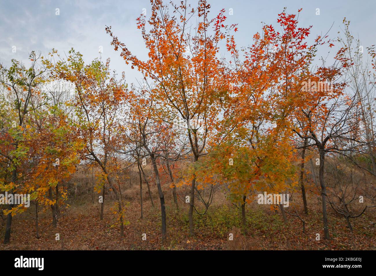The picturesque colorful forests along the lake, the swimming birds in ...
