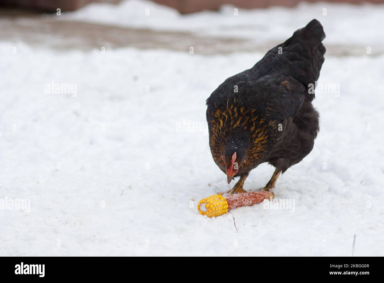 one black chicken eating maize on the snow in winter Stock Photo - Alamy