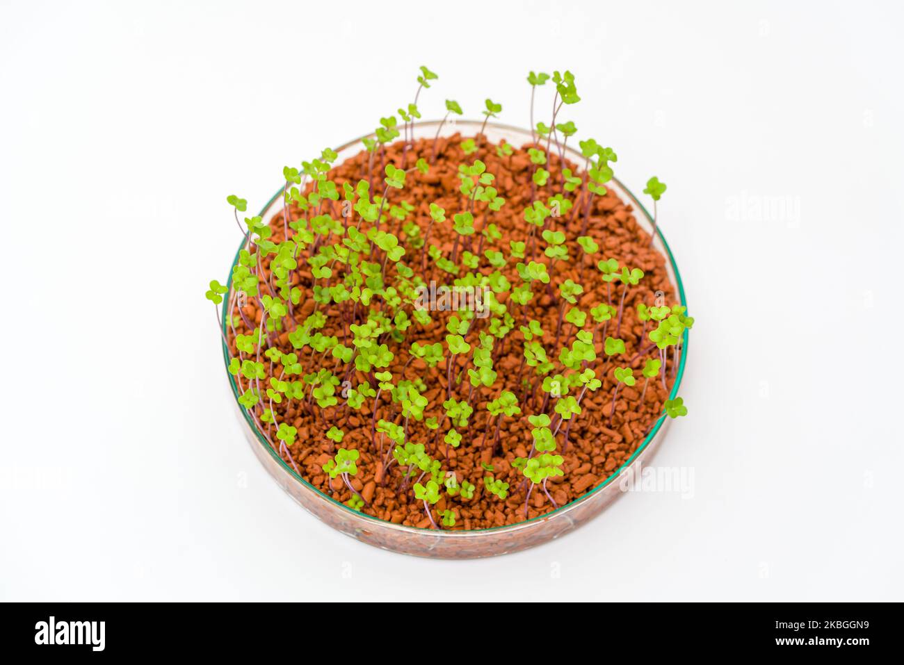 Growing genetically modified plants in the laboratory Stock Photo - Alamy