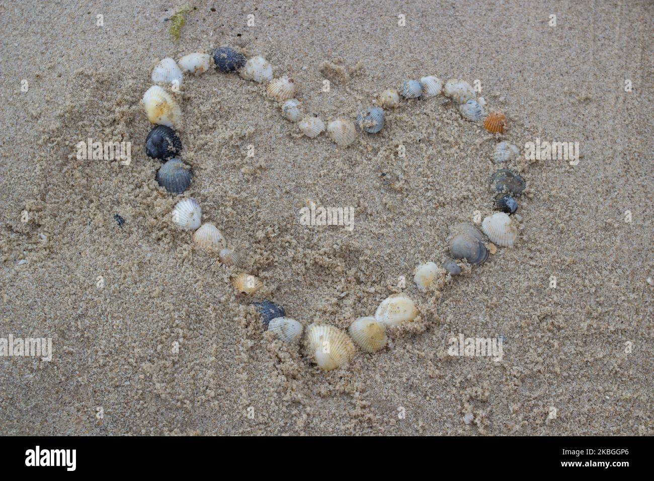 shellfish heart on the beach by the sea Stock Photo - Alamy