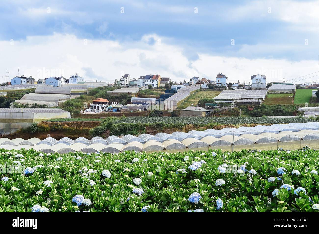Hydrangea field against the greenhouses and plantations in the city of ...