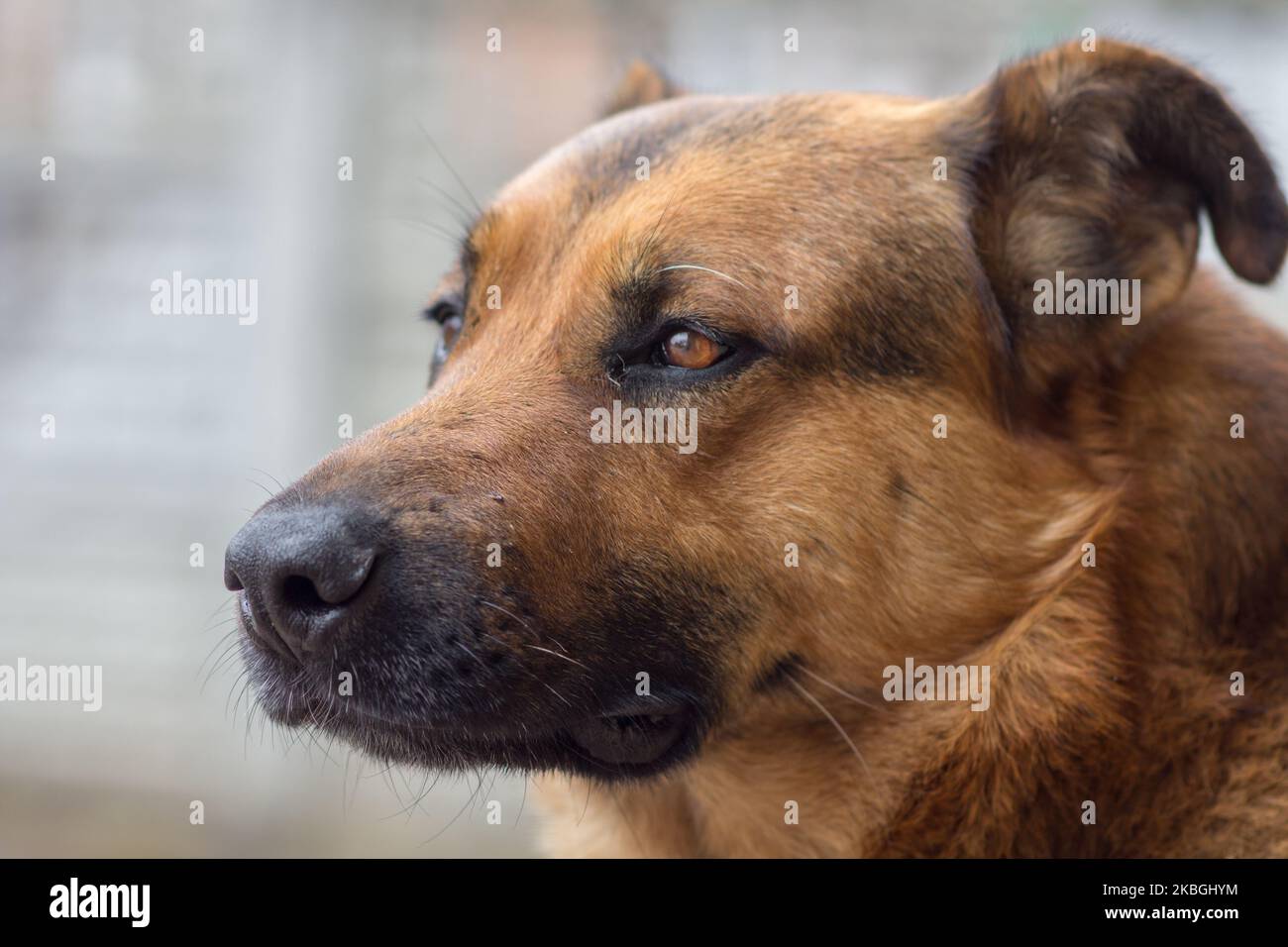 Portrait of German Shepherd adult dog face close up sad Stock Photo - Alamy