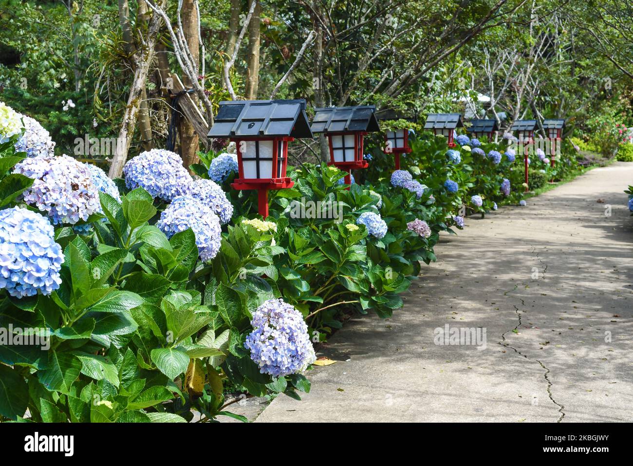 Hydrangea flowers in the city of Da Lat in Vietnam Stock Photo - Alamy