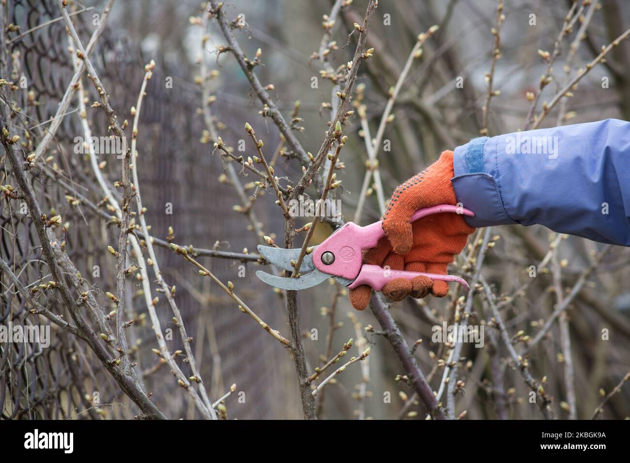 Work in the garden. Man cutting branches of berry bushes using ...