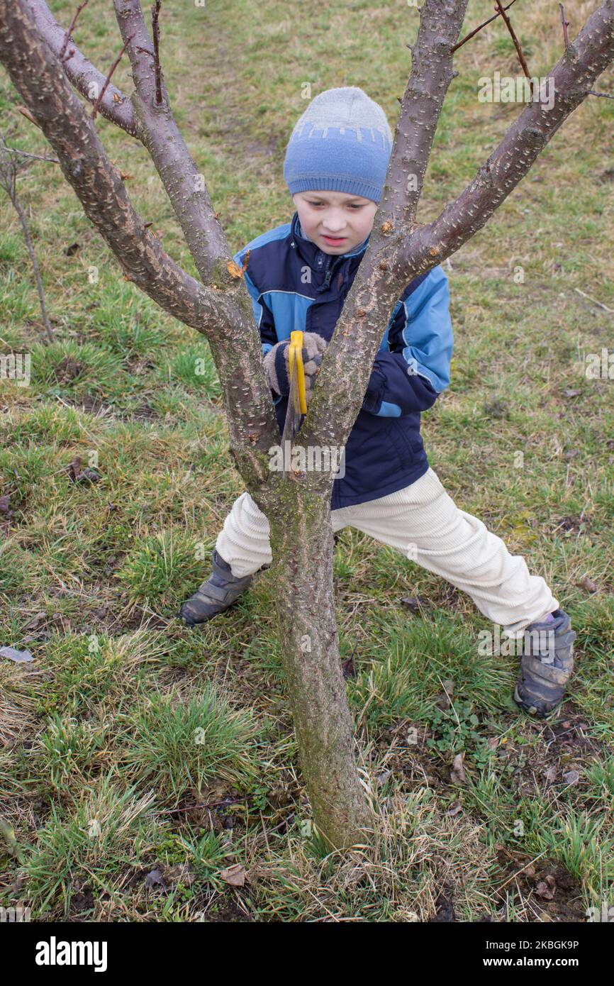 a young boy in the spring garden saw cutting tree Stock Photo - Alamy