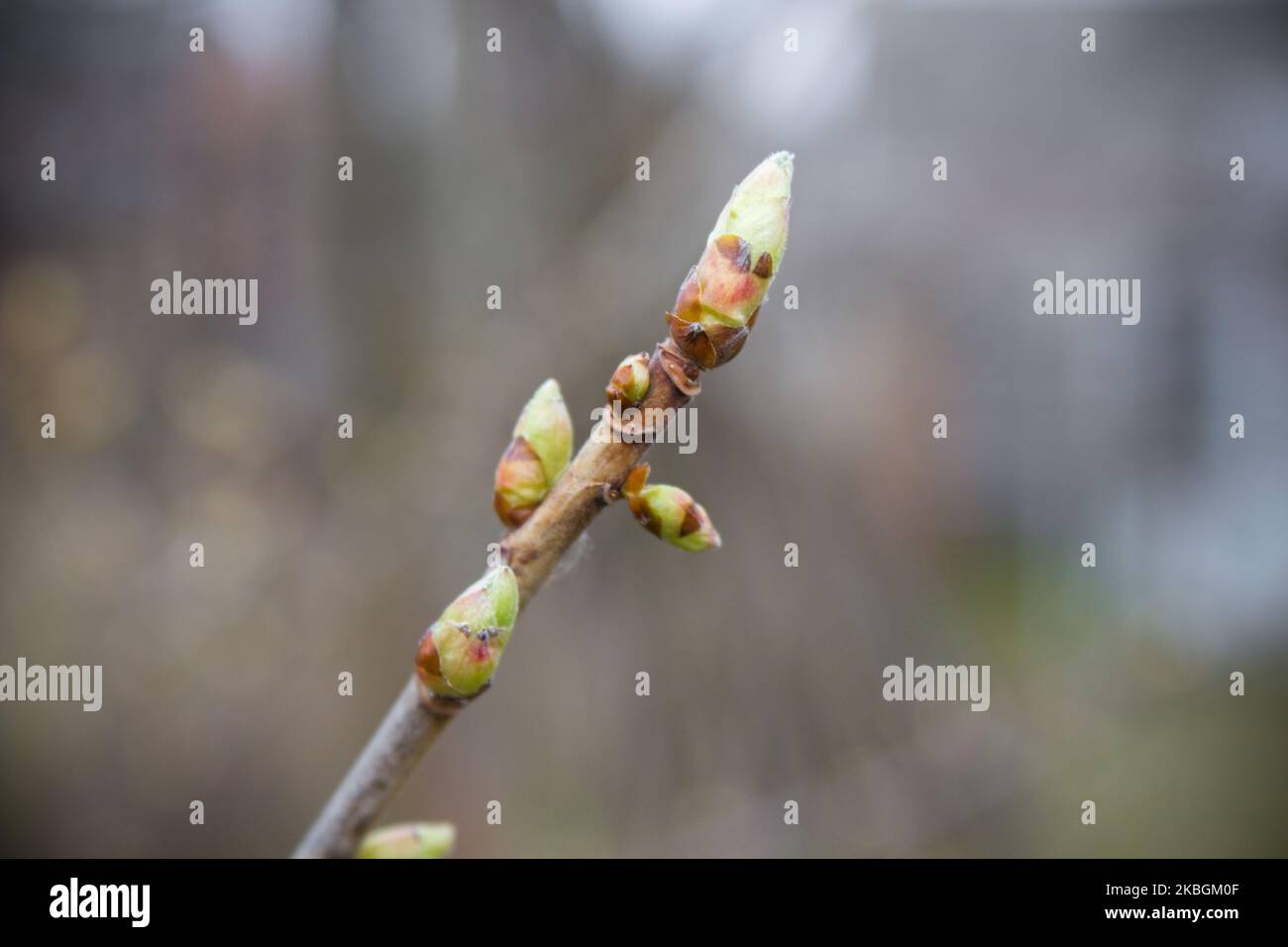 spring trees come to life and begin to grow Stock Photo - Alamy