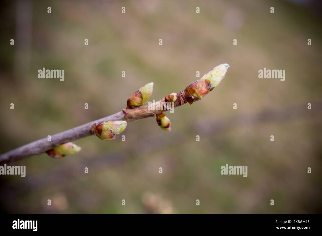 One branch of the spring leaf buds Stock Photo - Alamy