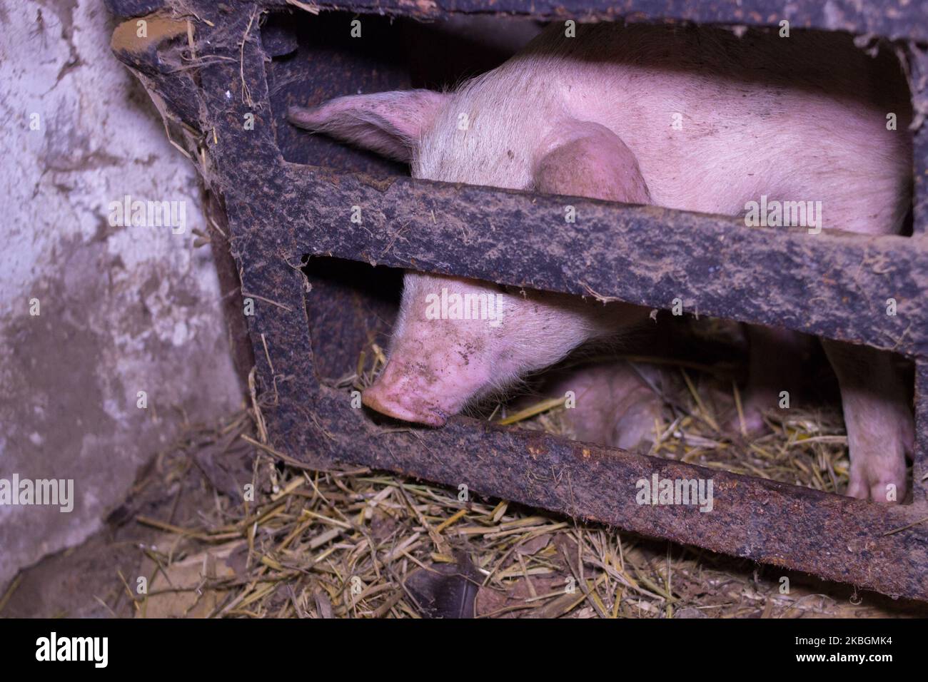 One pig in a barn in rural closed premises Stock Photo - Alamy