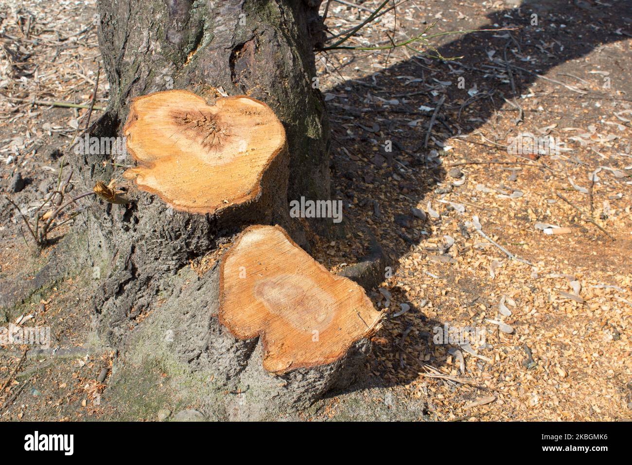 pair two stumps of cut trees in the forest Stock Photo - Alamy