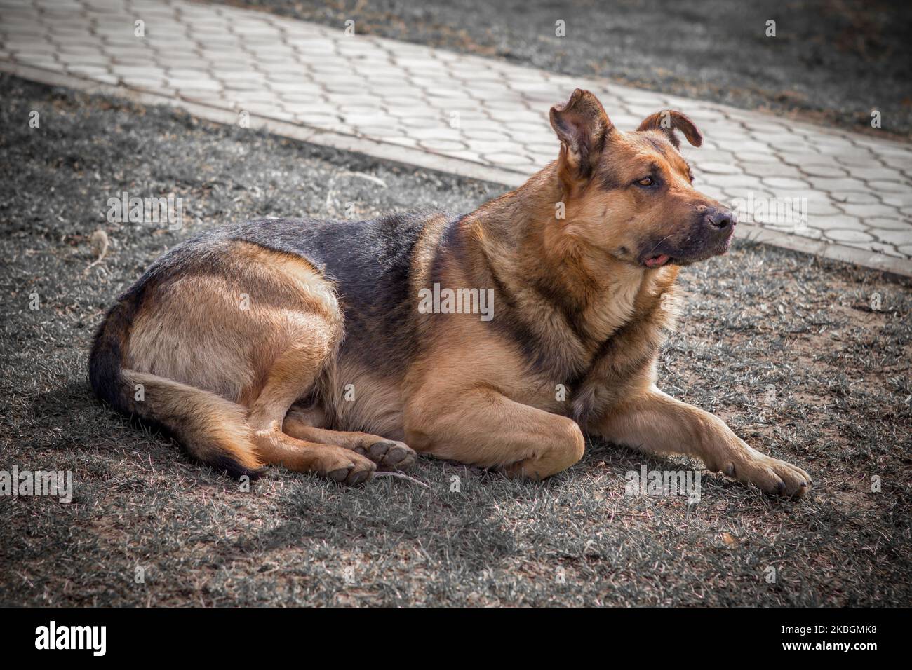 Funny sitting dog hi-res stock photography and images - Alamy
